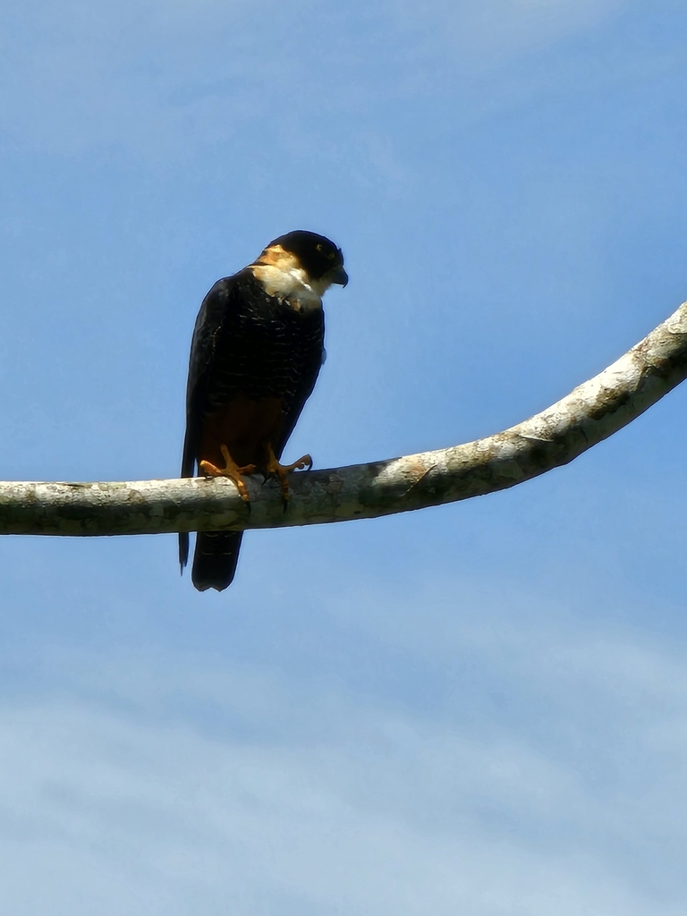 Bat Falcon from Miracatu, SP, 11850-000, Brasil on December 20, 2024 at ...