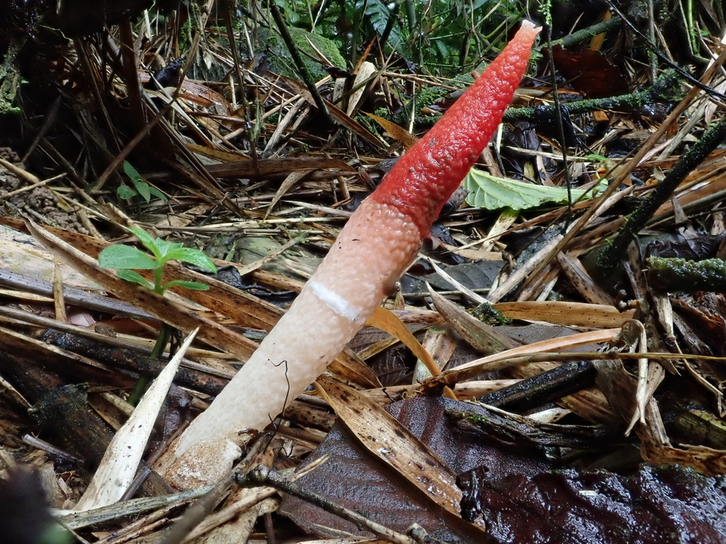 Mutinus argentinus from Quito, Pichincha, EC on December 22, 2024 at 10 ...