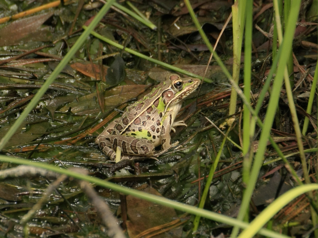 Southern Leopard Frog from Palmetto-Peartree Preserve, North Carolina ...