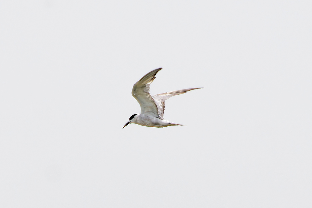 Common Tern from 大丰区, 盐城市, 江苏省, CN on August 21, 2024 at 12:34 AM by 吉 ...