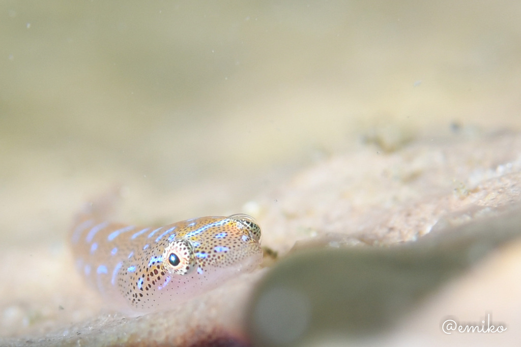 Eastern Cleaner Clingfish from Sydney NSW, Australia on December 28 ...
