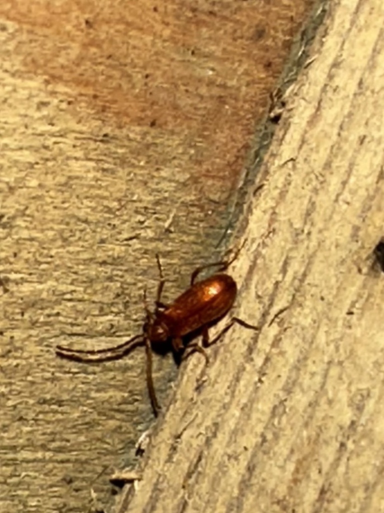 White-marked Spider-beetle from Tvillingskov, Skørping, Region ...