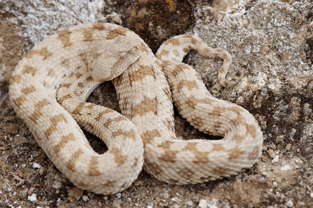 Persian Horned Viper in May 2016 by Matthieu Berroneau · iNaturalist