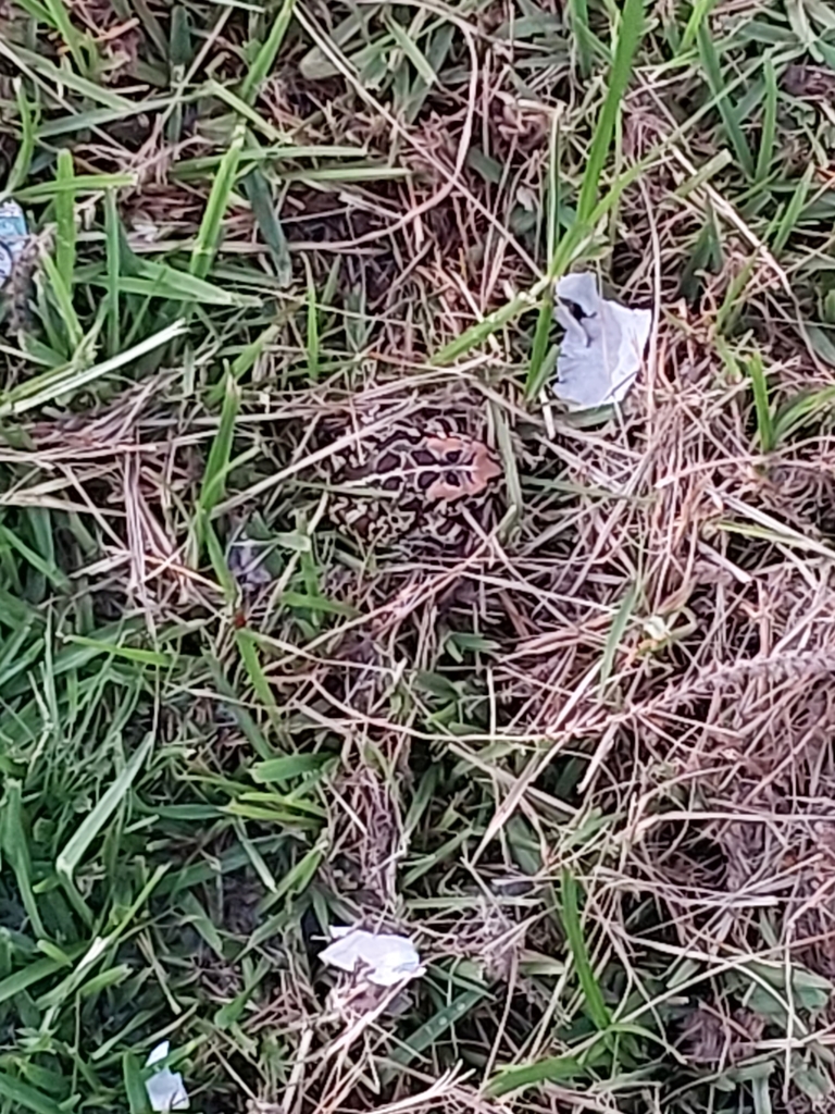 Western Leopard Toad from Wavecrest, Cape Town, 7798, South Africa on ...