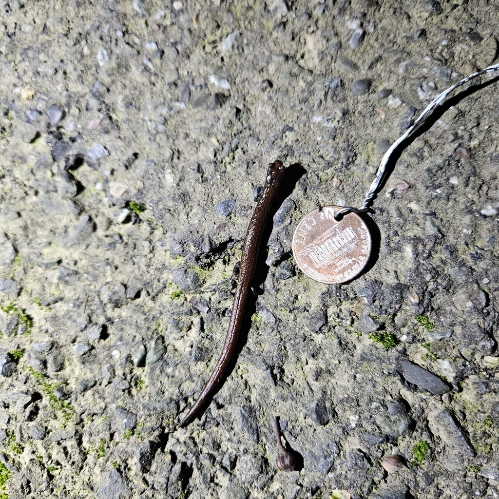 California Slender Salamander from Marin County, US-CA, US on December 27, 2024 at 07:24 PM by ...