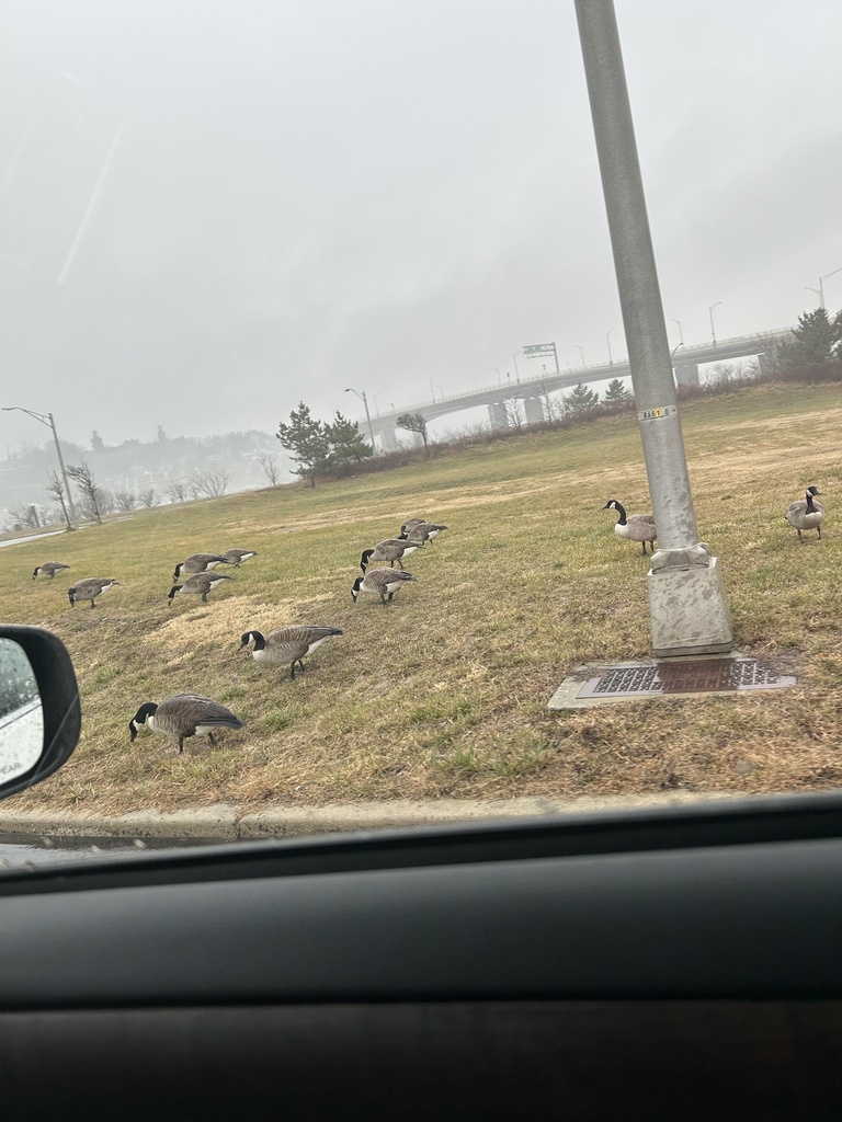 Canada Goose from Gateway National Recreation Area, Sea Bright, NJ, US ...