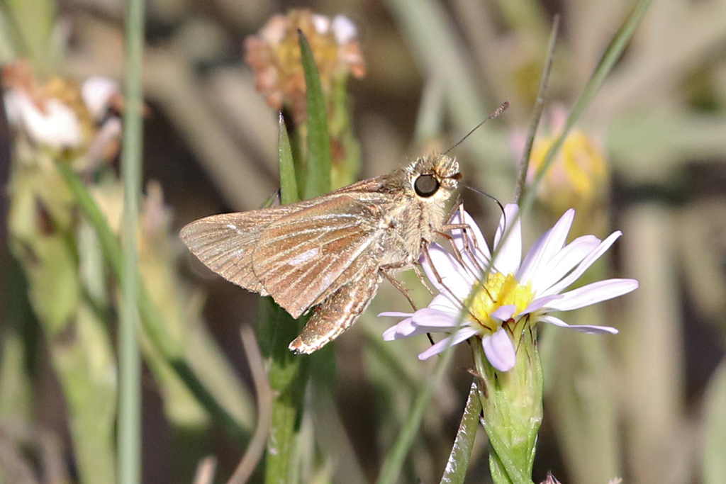 Salt Marsh Skipper from Mathews County, VA, USA on September 28, 2024 ...