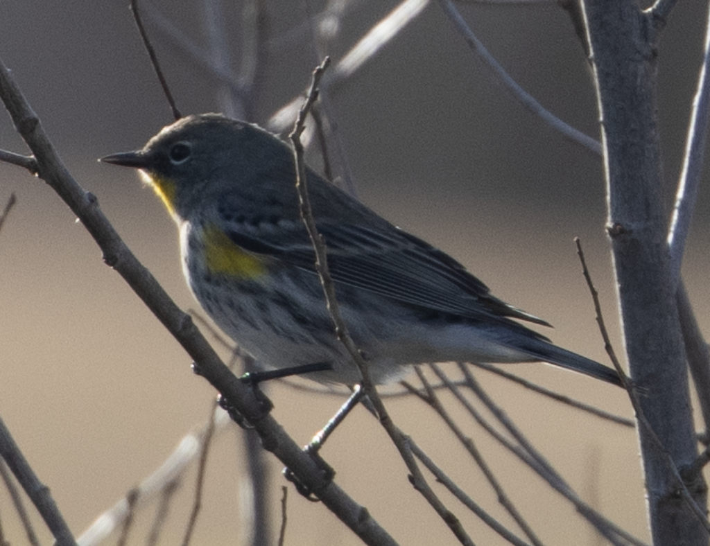 Yellow-rumped Warbler from Monument Hills, CA 95695, USA on December 28 ...