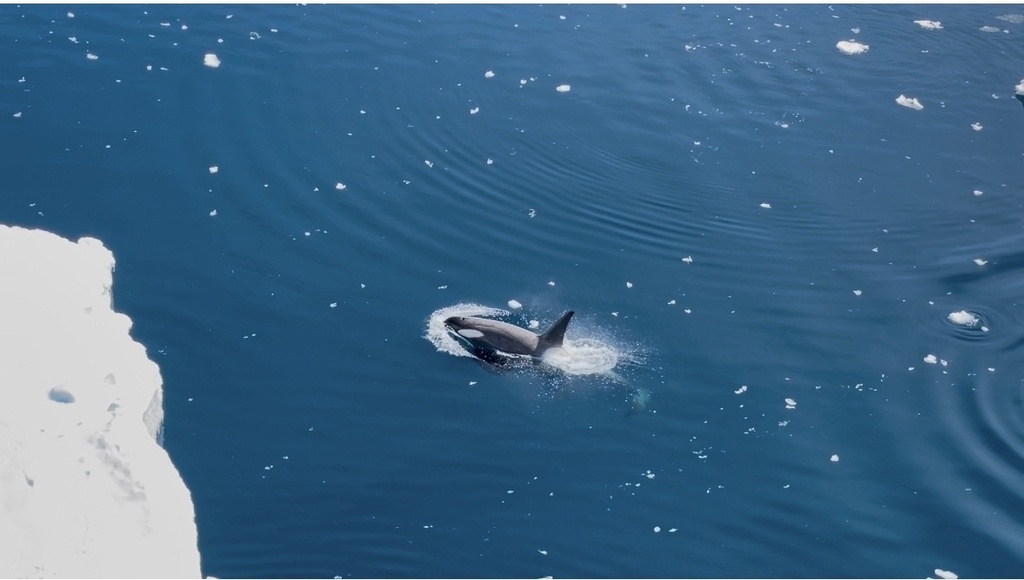 Orca from Southern Ocean on December 21, 2024 at 05:52 AM by Peter ...