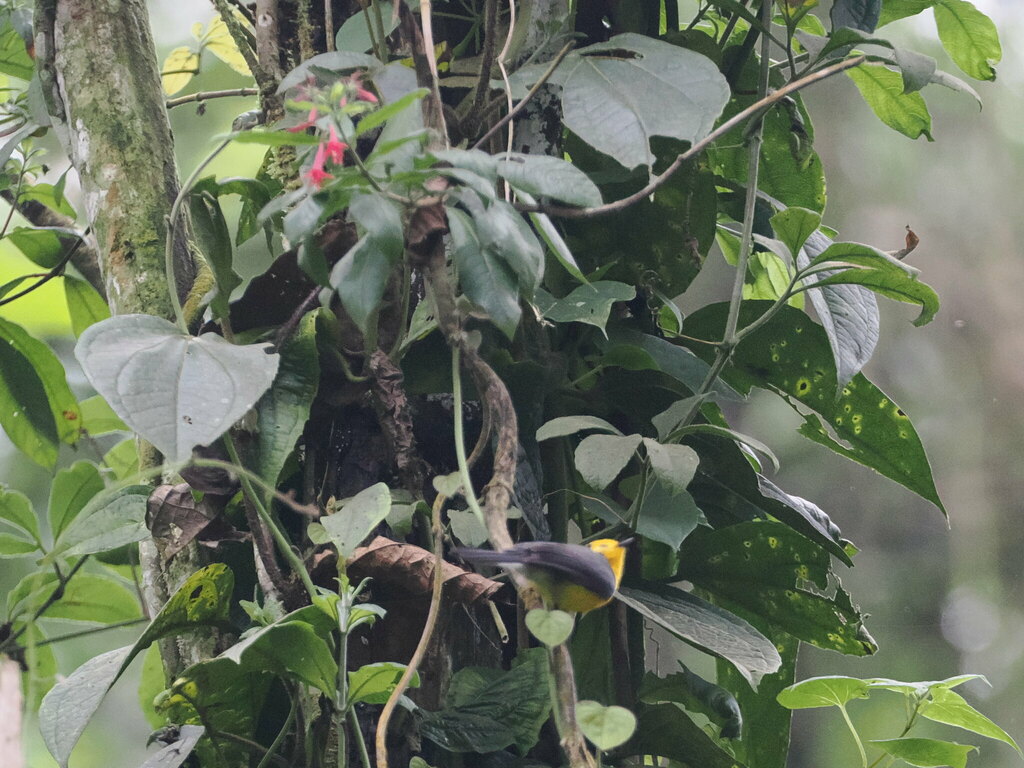 Golden-fronted Redstart from Manizales, CO-CL, CO on November 24, 2024 ...