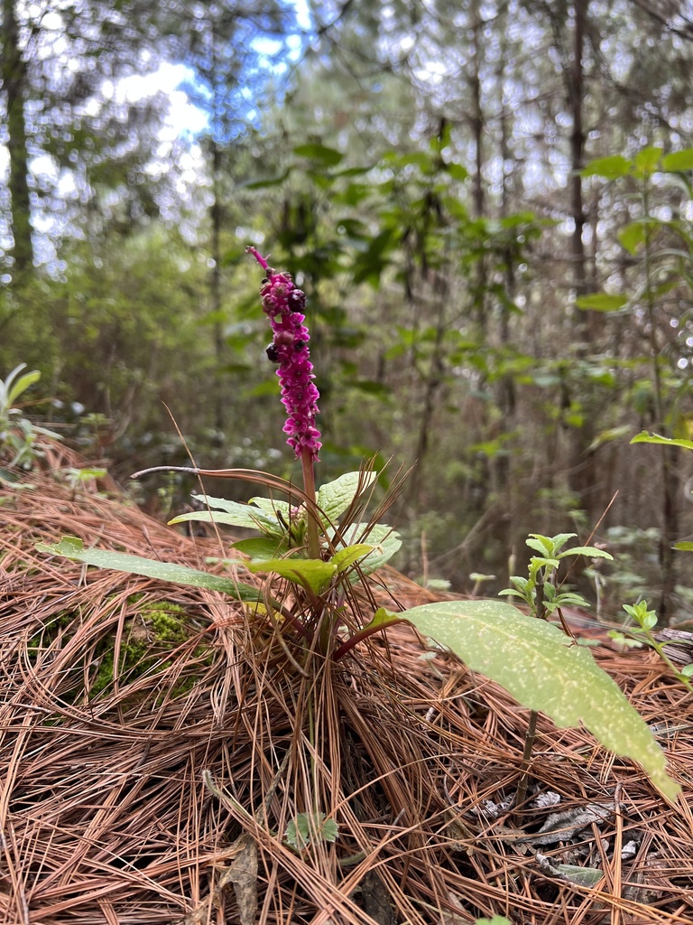 Inkweed in July 2023 by stephenfalick · iNaturalist