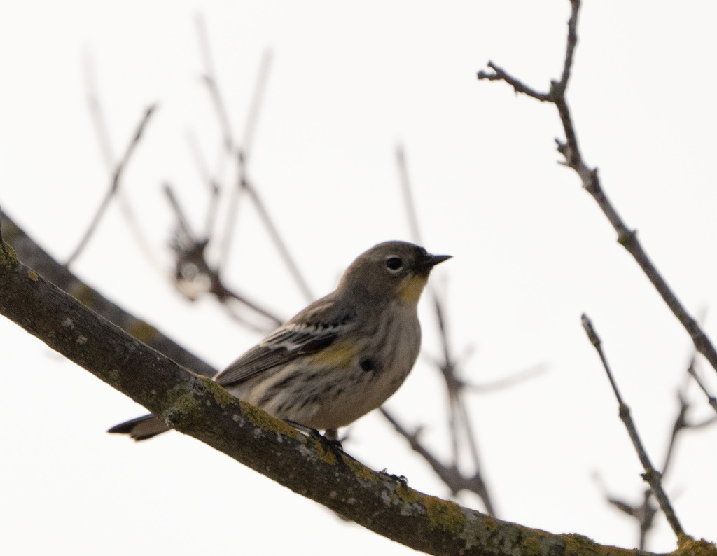 Yellow-rumped Warbler from Fremont, CA, USA on December 27, 2024 at 11: ...
