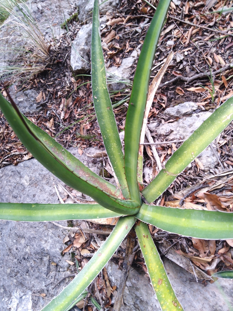 century plants from Saltillo, Coah., México on July 24, 2019 at 06:34 ...