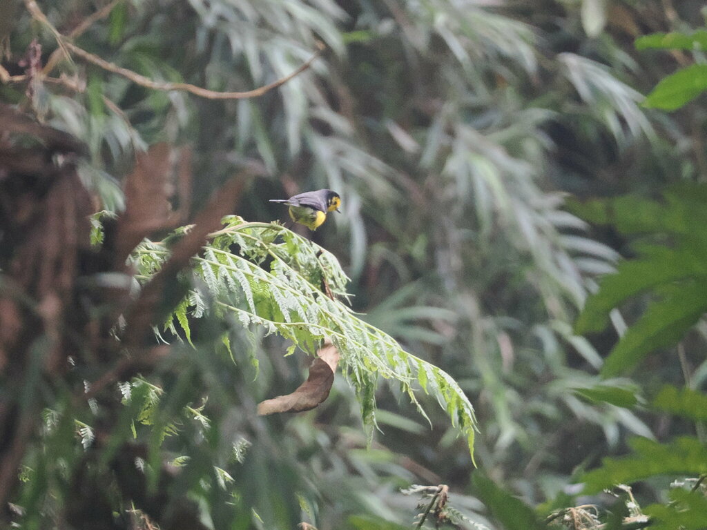 Golden-fronted Redstart from Manizales, CO-CL, CO on November 24, 2024 ...