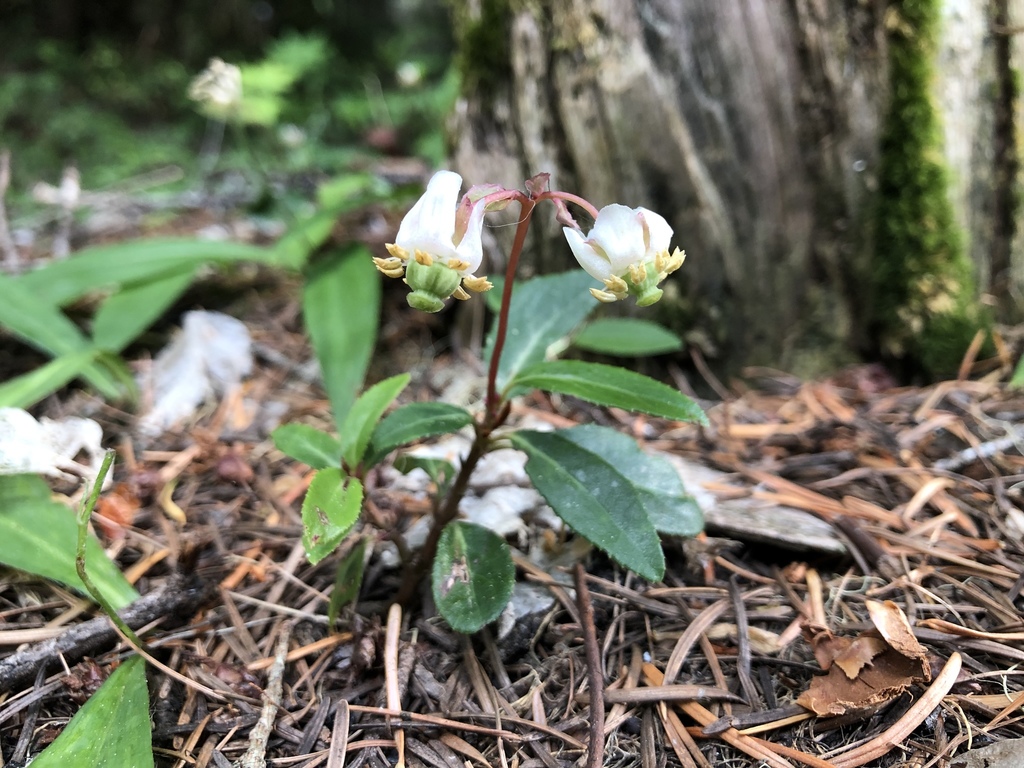 Little Prince's Pine in July 2019 by Aimee Wright · iNaturalist
