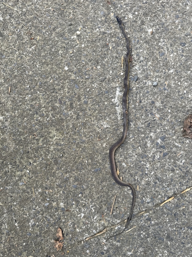 Odd-scaled Snakes from 臺灣島, 番路鄉, 嘉義縣, TW on December 29, 2024 at 11:21 ...
