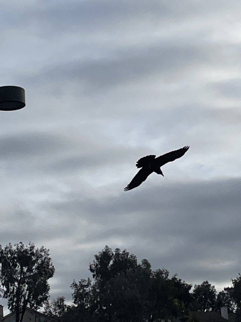 Common Raven from Barons Market, Temecula, CA, US on December 27, 2024 ...