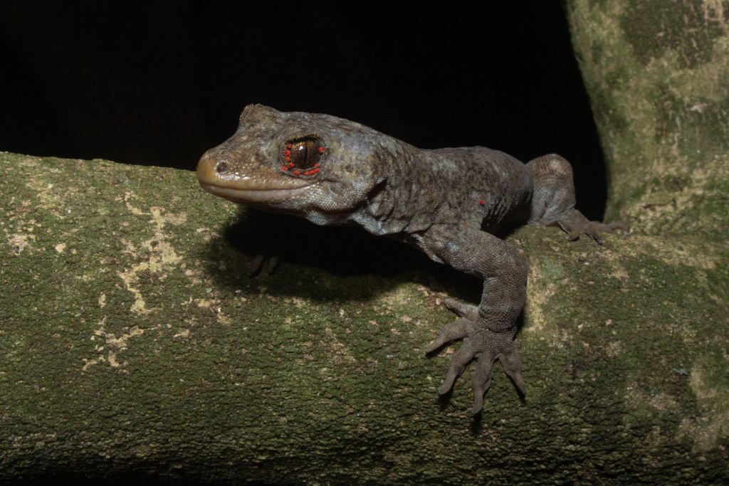 Duvaucel's Gecko in November 2024 by Timothy Harker · iNaturalist