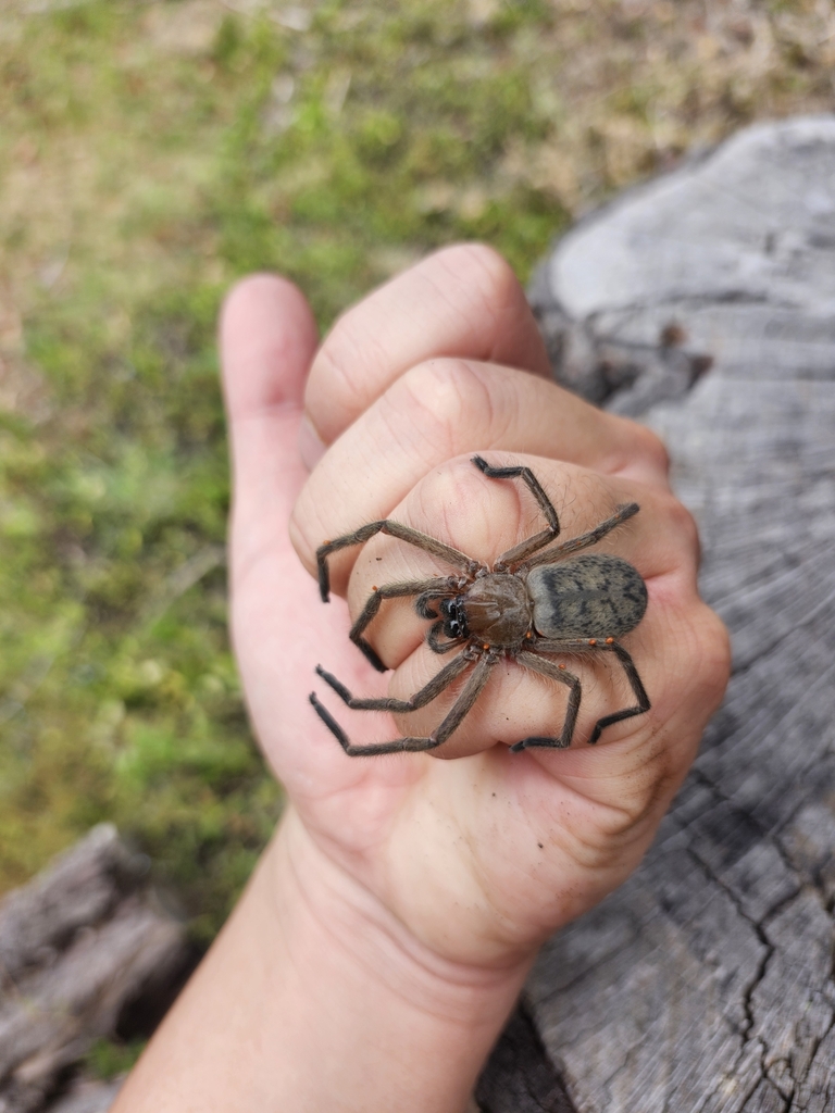 Social Huntsman Spider from Tower Hill VIC 3283, Australia on December ...