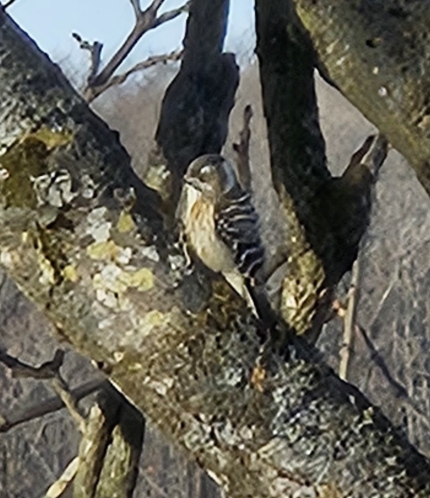 Yungipicus kizuki seebohmi from 155-1 Yōrōushi, Nakashibetsu, Shibetsu ...