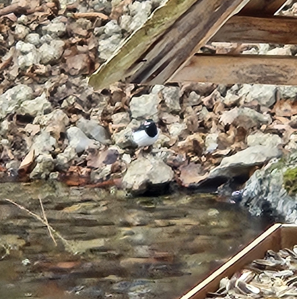 Japanese Wagtail from 518 Yōrōushi, Nakashibetsu, Shibetsu District ...