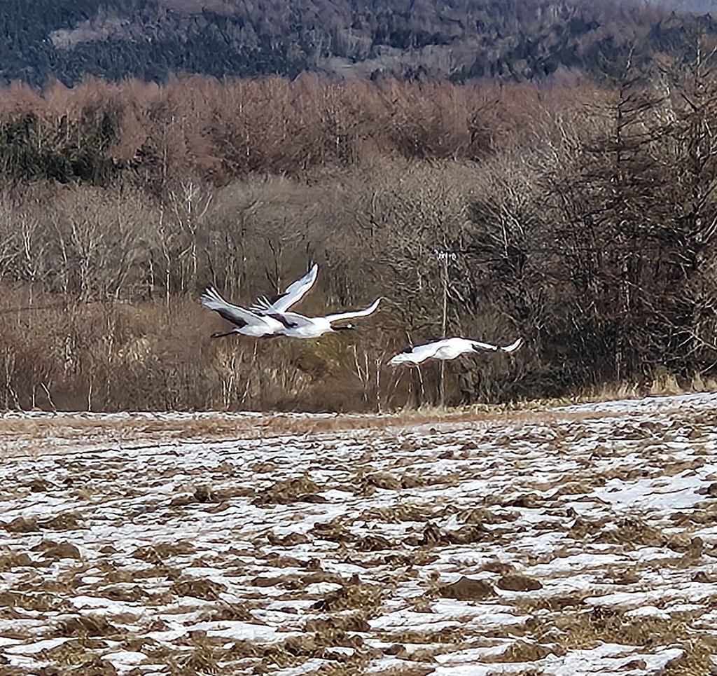 Red-crowned Crane in December 2024 by Simon Dakin · iNaturalist