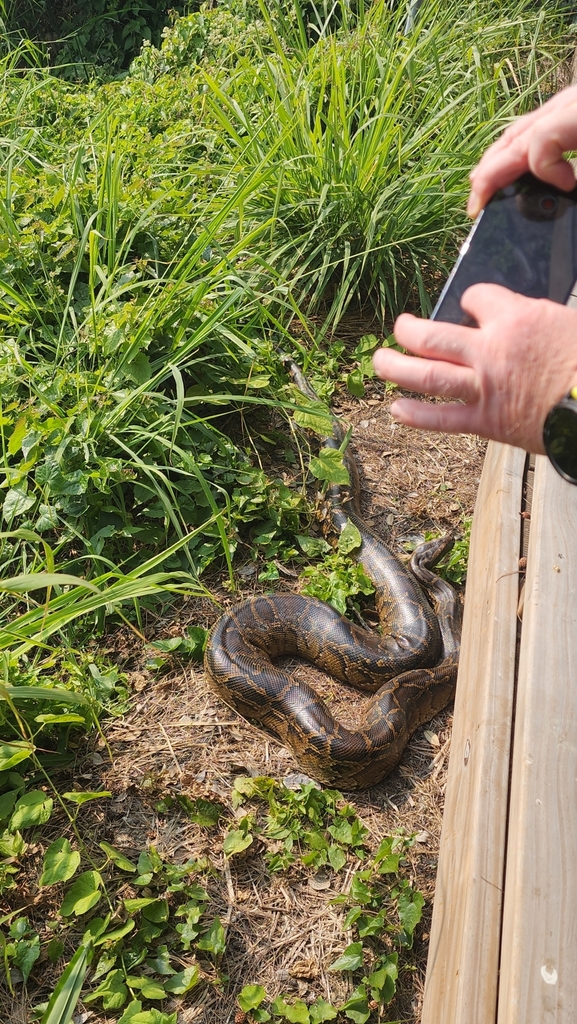 Burmese Python in December 2024 by もり たけ · iNaturalist