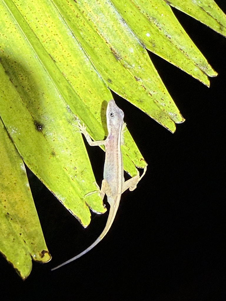 Border Anole from Butterfly Garden Path, San Ramon, Alajuela, CR on ...