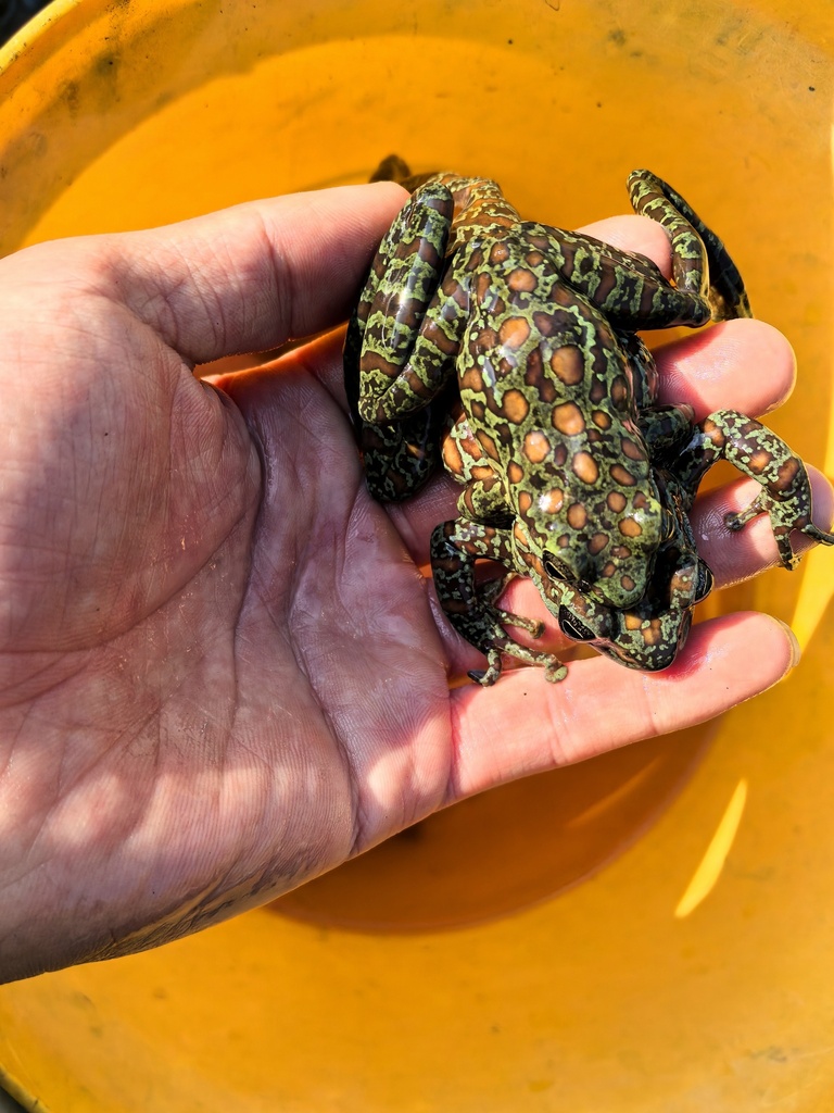 Amolops loloensis in December 2024 by 赵洪林 · iNaturalist