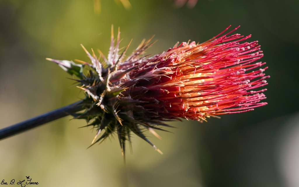 red thistle from FVX6+Q9, 69641 San Pedro Coxcaltepec Cántaros, Oax ...