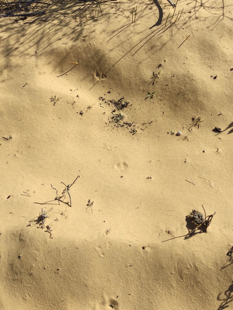 Lesser Egyptian Jerboa from חולון, ישראל on December 29, 2024 at 12:41 ...