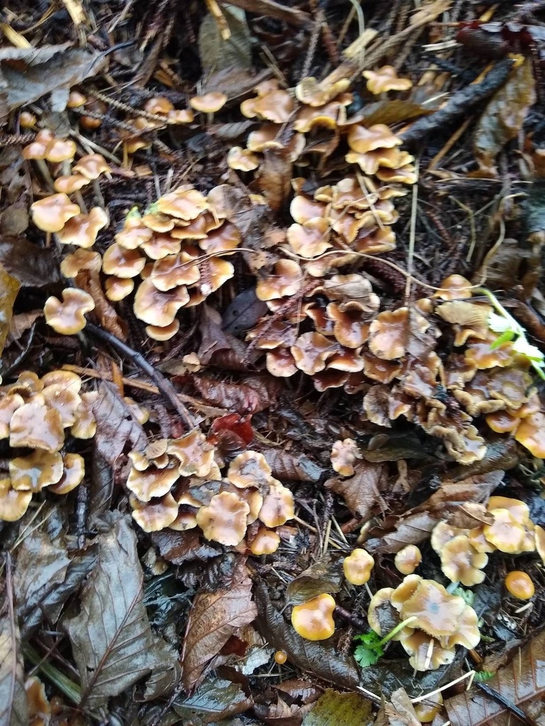 Wavy Cap in November 2024 by Primal Entity. Decent · iNaturalist