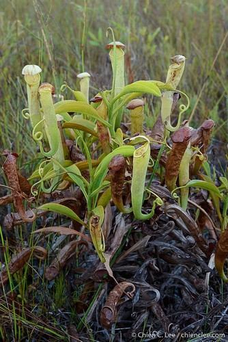 Nepenthes tenax · iNaturalist