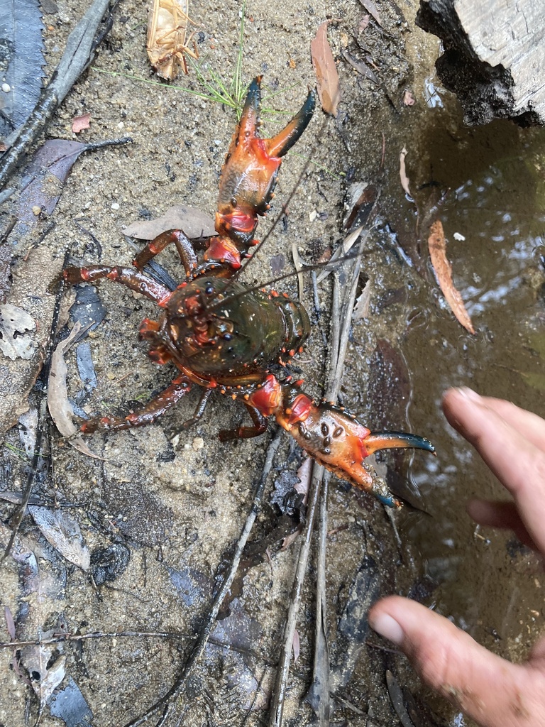 Giant Spiny Crayfish from Blue Mountains National Park, Blue Mountains ...