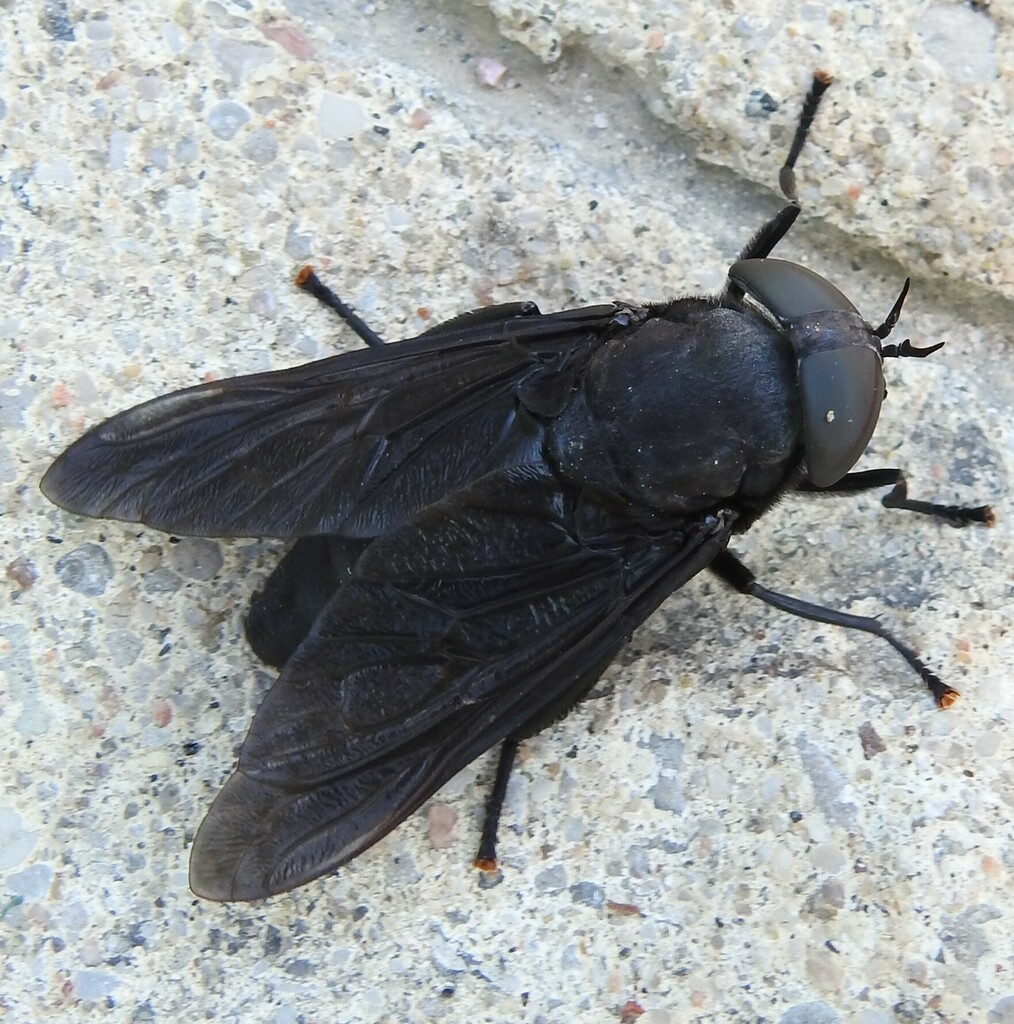 Black Horse Fly from Orillia, ON, Canada on July 19, 2022 at 11:00 AM ...
