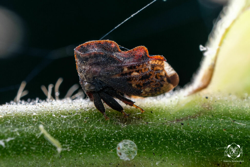 Tylopelta gibbera from San José, Mora, 哥斯达黎加 on December 16, 2024 at 04 ...