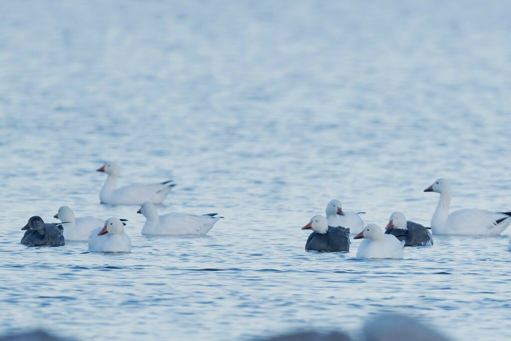 Snow Goose from Capitol Beach, Lincoln, NE, USA on December 28, 2024 at ...