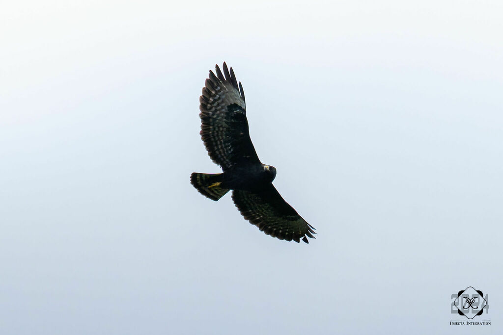 Short-tailed Hawk from 哥斯达黎加圣荷西圣拉斐尔 on December 17, 2024 at 02:18 PM by ...