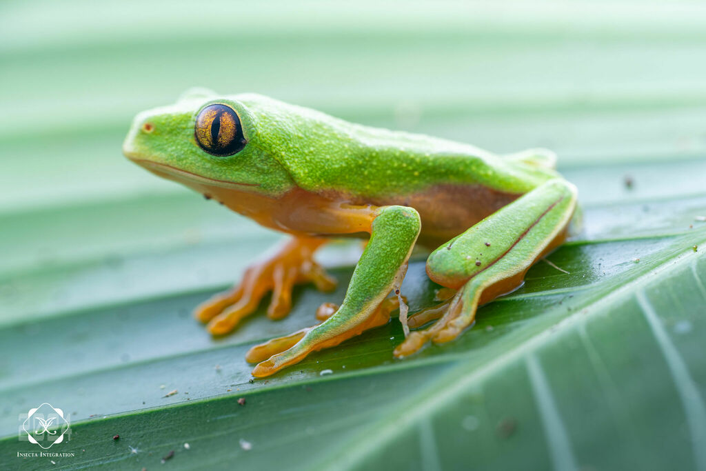 Blue-sided Tree Frog in December 2024 by Winsten Slowswakey · iNaturalist