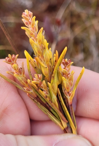 Gibbera kalmiae · iNaturalist
