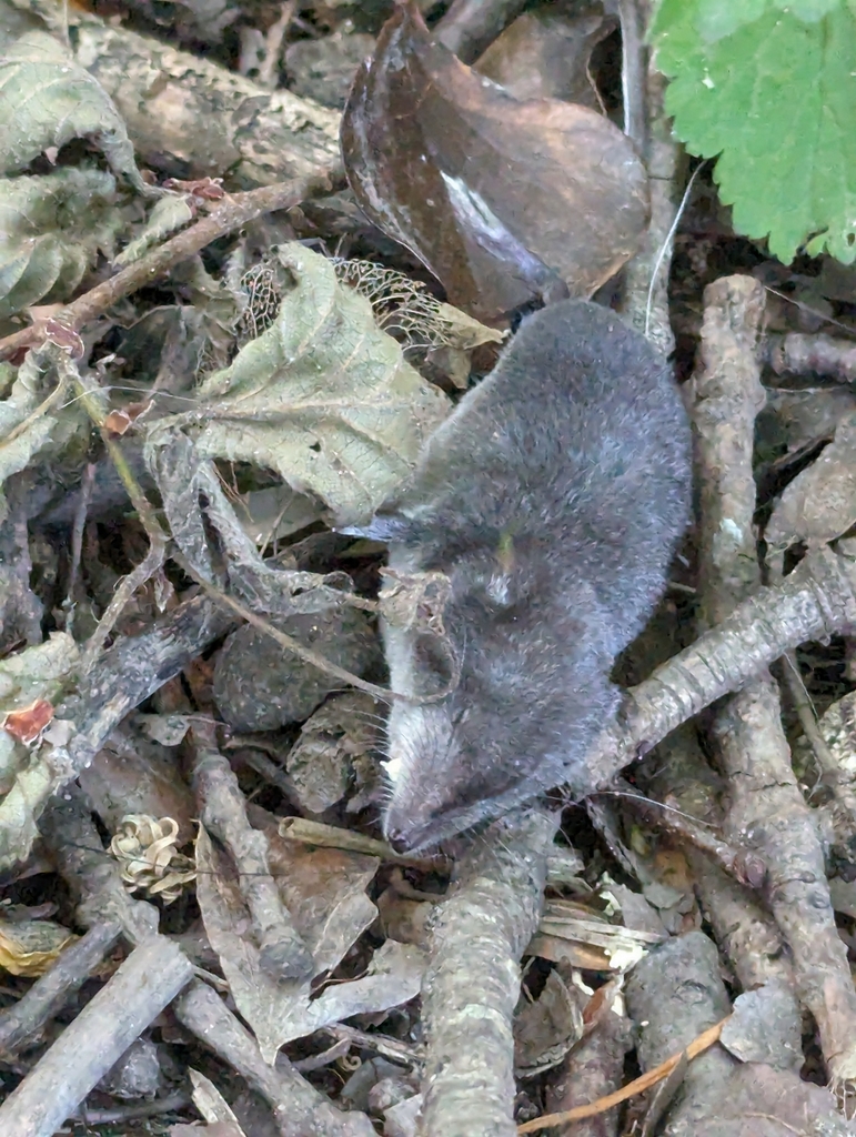 Red-toothed Shrews from Bovey Tracey, Newton Abbot TQ13 9DF, UK on June ...