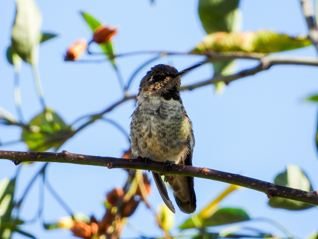 Anna's Hummingbird from 67858 Ciénega del Toro, N.L., México on ...