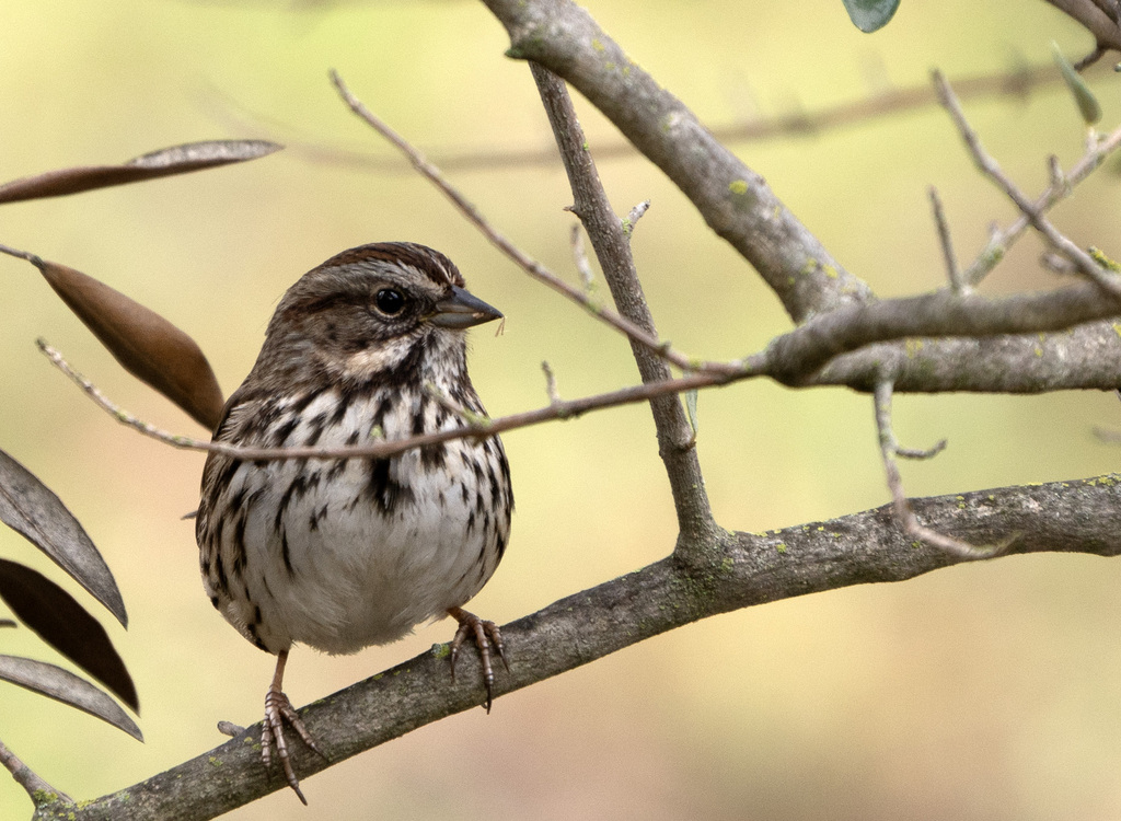 Song Sparrow from Walnut Creek, CA, USA on December 26, 2024 at 09:58 ...