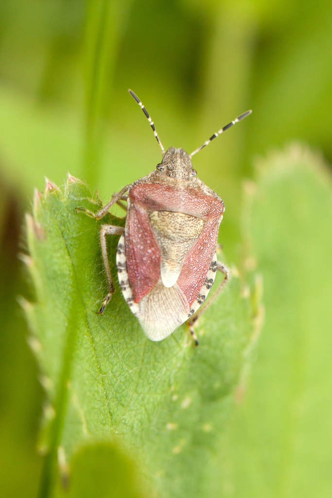 Sloe Bug from Kriva Reka, Serbia on June 27, 2013 at 12:46 PM by sdrov ...