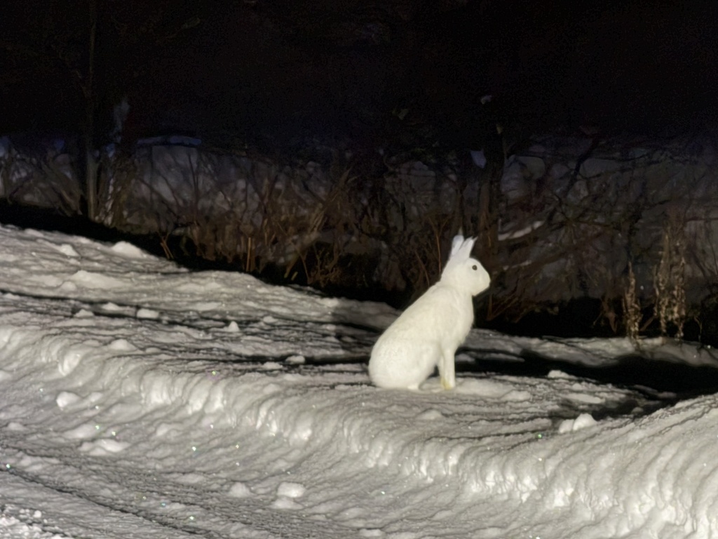 Ezo Mountain Hare from Beberui, Nakafurano, Hokkaido, JP on December 30 ...