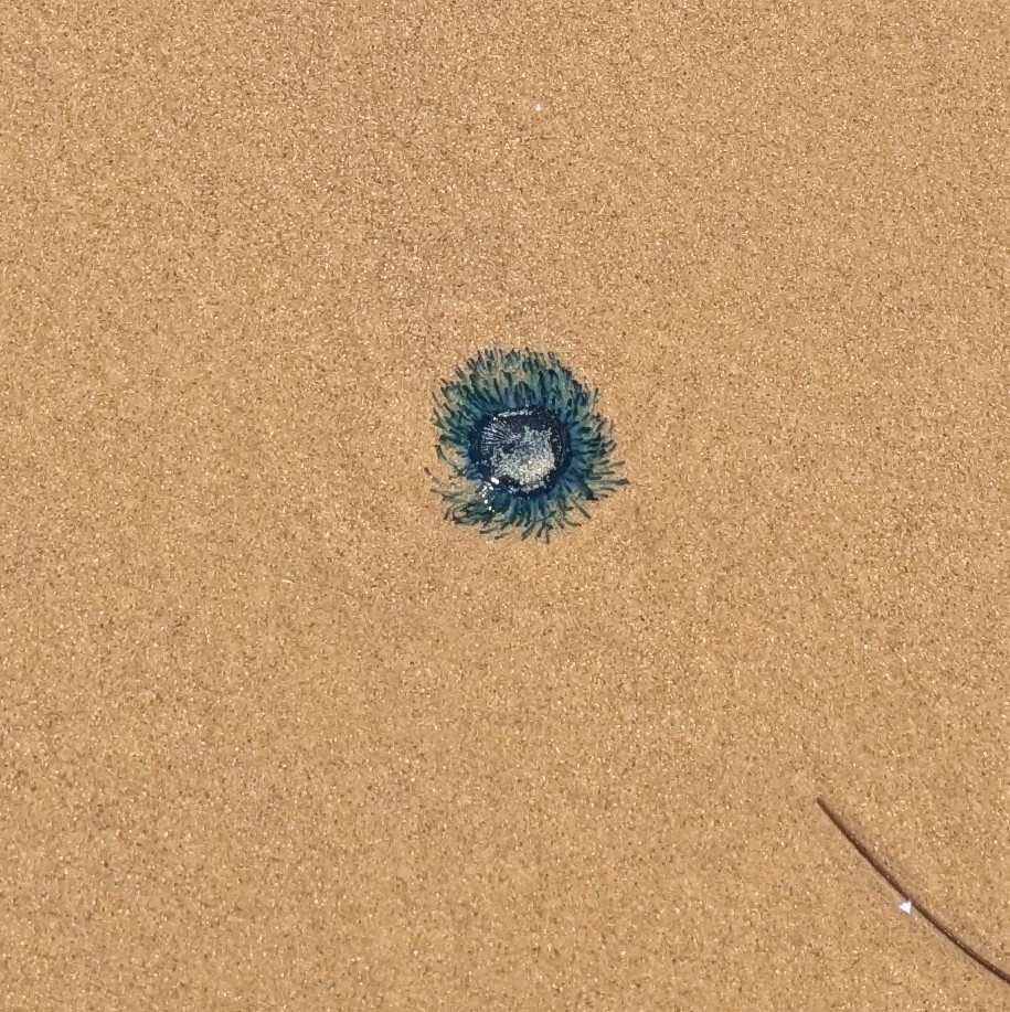 Blue Button from Q49W+68, Narooma NSW 2546, Australia on December 30 ...