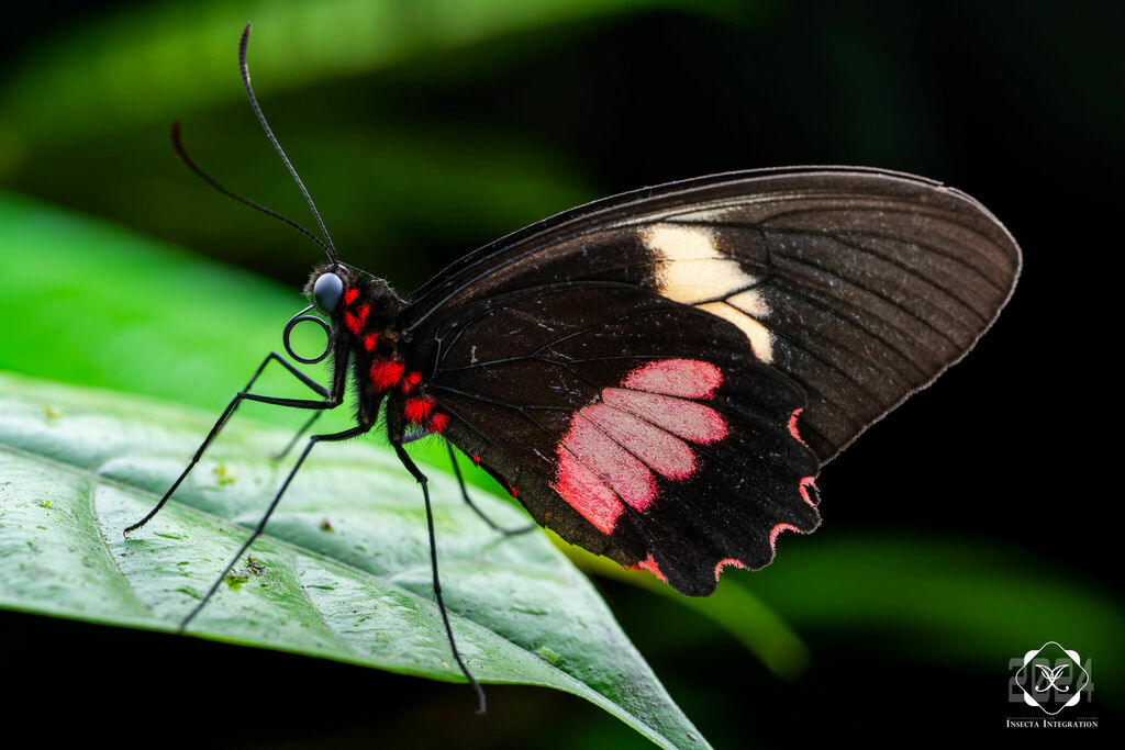 True Cattleheart from Puntarenas Province, Osa, 哥斯达黎加 on December 20 ...