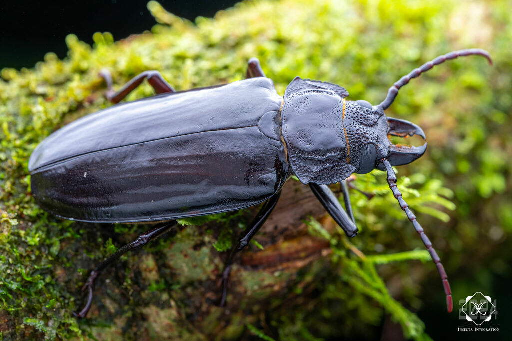 Mallodon chevrolatii from Puntarenas Province, Osa, 哥斯达黎加 on December ...