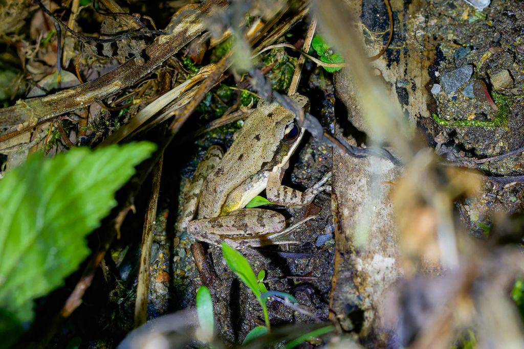 Concave-eared Torrent Frog from 黄山风景区, 黄山市, 安徽省, CN on April 09, 2024 ...