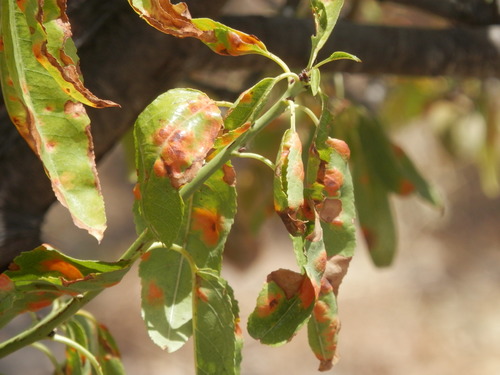 Family Polystigmataceae · iNaturalist